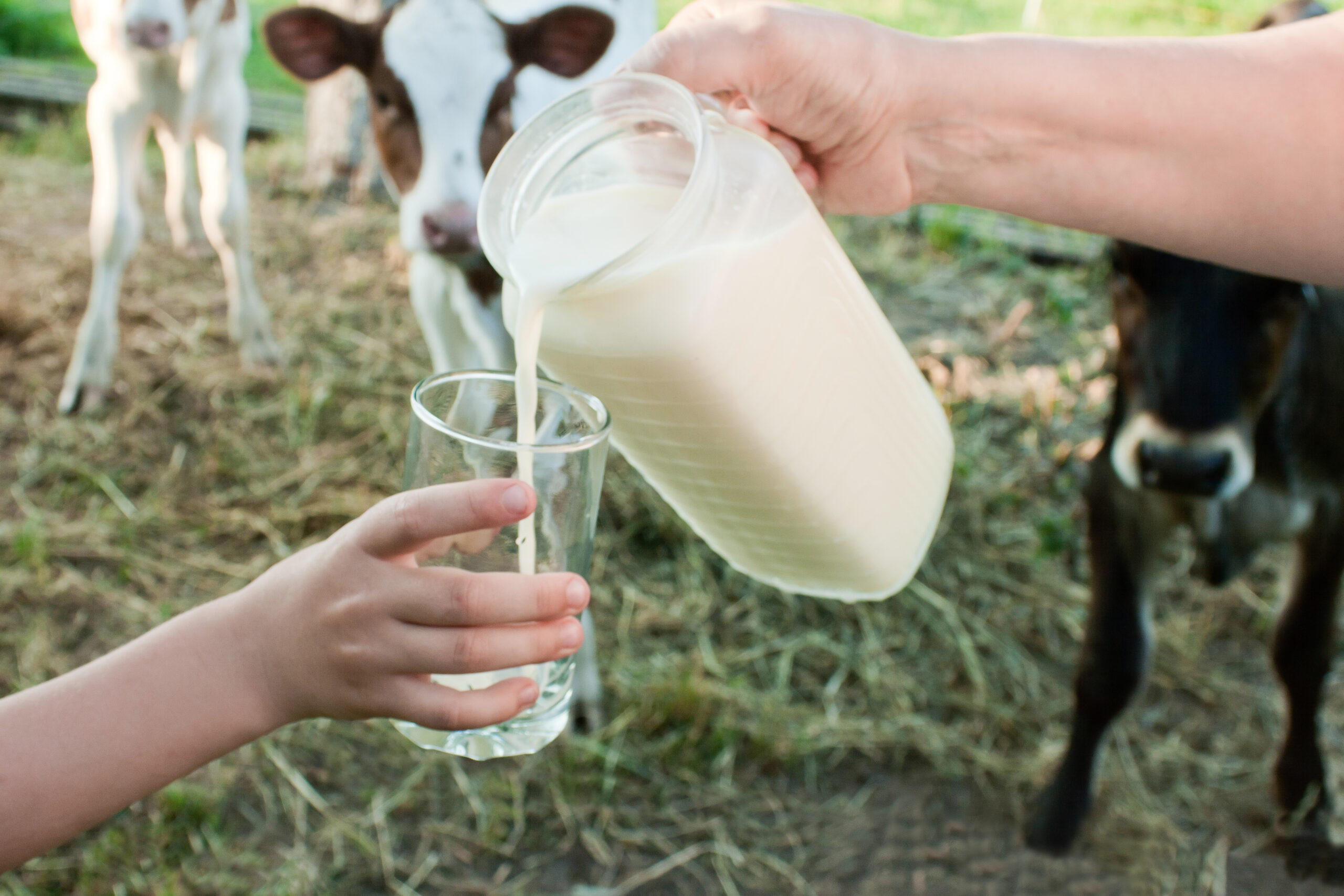 4 Benefits of Raw Milk | Order Raw Milk Dairy | Blessings Ranch